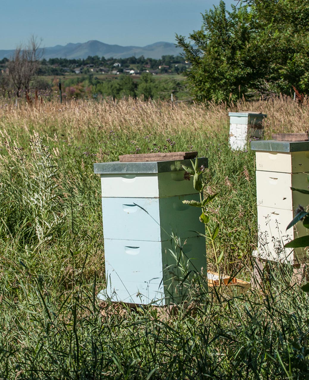 Westminster Bee Club – Education and Support for Colorado Hobby Beekeepers