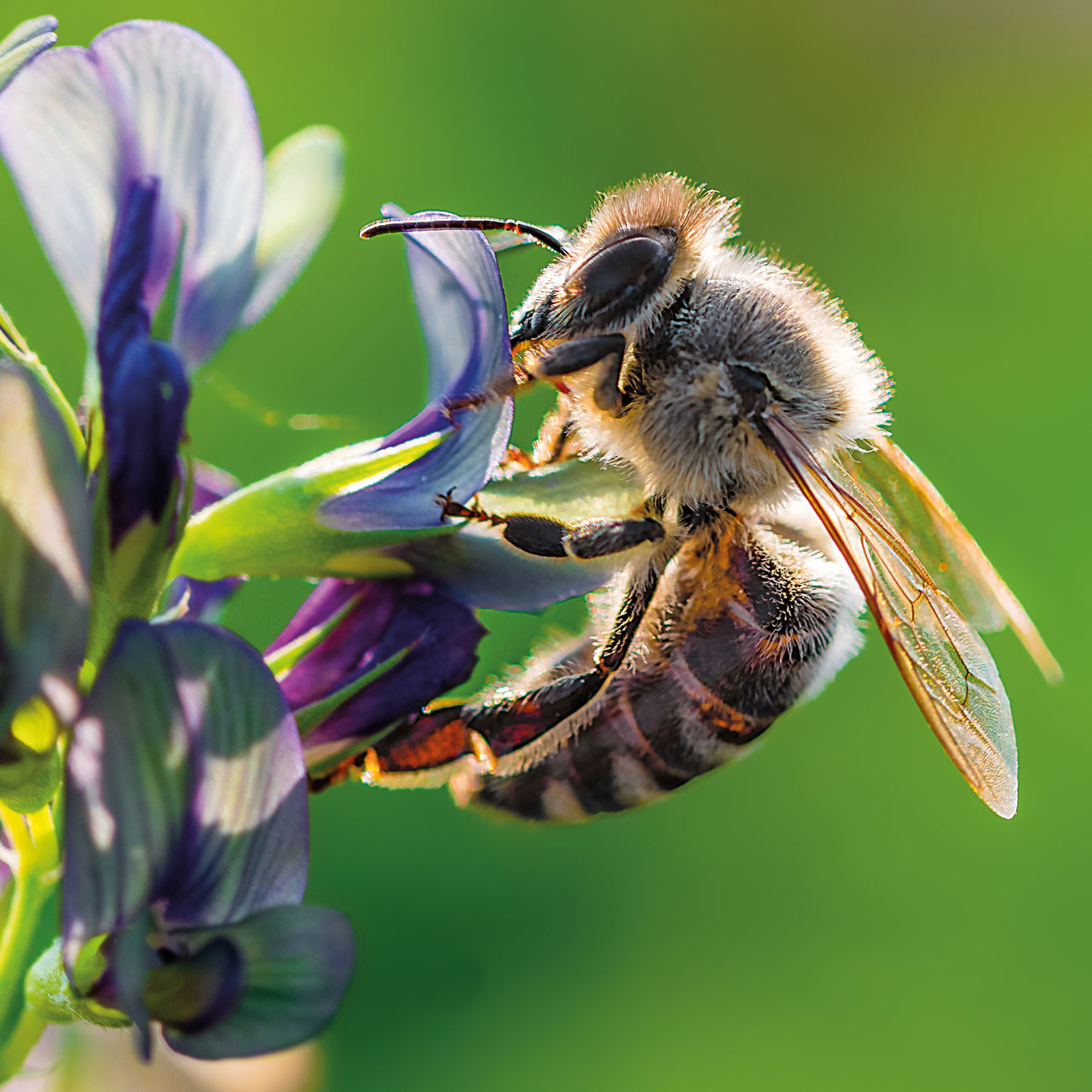 Westminster Bee Club – Education and Support for Colorado Hobby Beekeepers